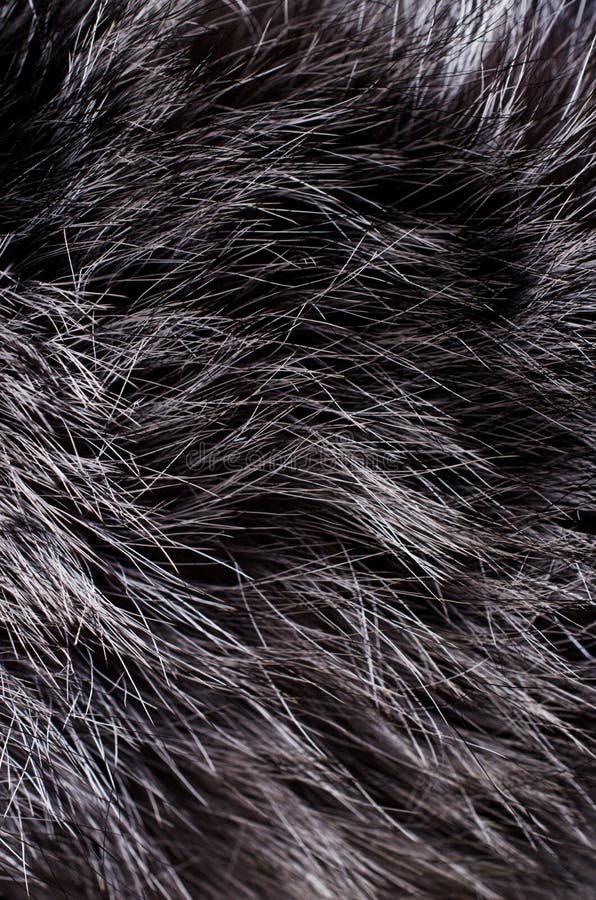 Background of dark fur stock image. Image of close, black - 68848205