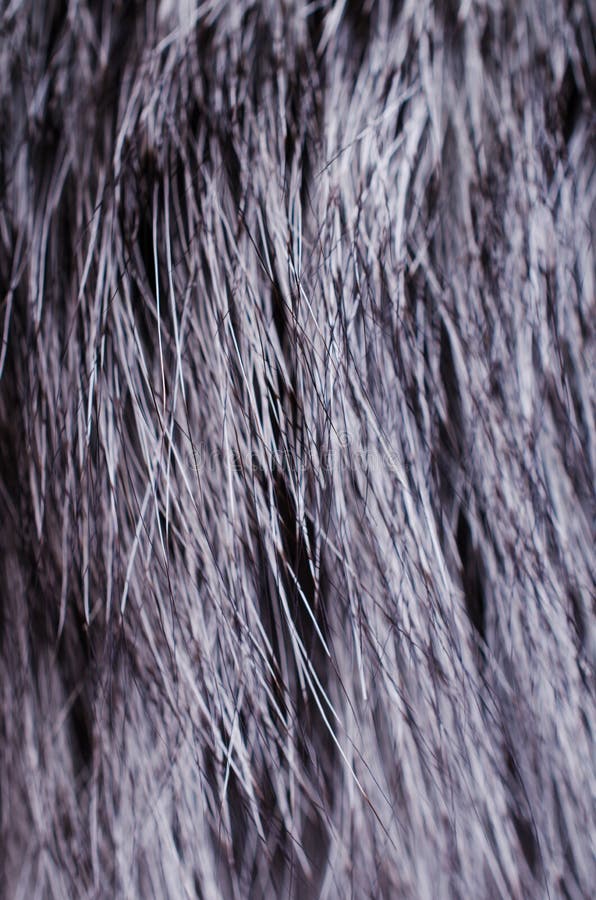 Background of dark fur stock photo. Image of animal, detail - 68850526