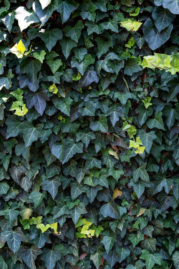 Background of Dark Green Ivy Leaves Covering the Wall. Stock Image ...
