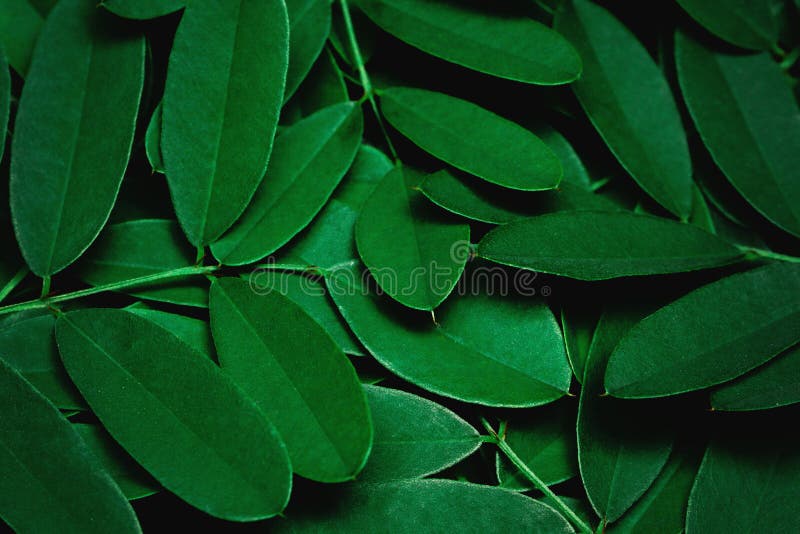 Background with Dark Green Leaves, Fresh Flat Background Stock Image ...