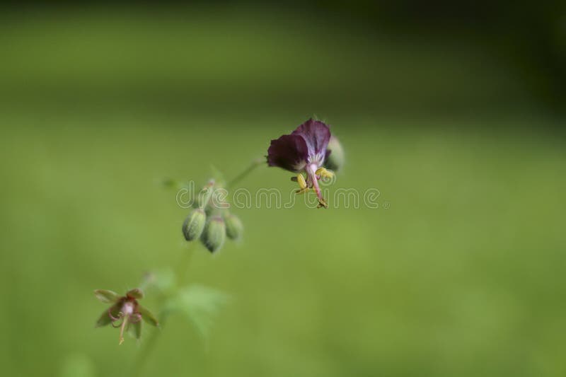 Wildflower Purple on the Meadow Stock Image - Image of decoration ...