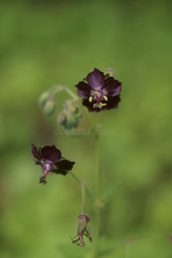 Wildflower Purple on the Meadow Stock Image - Image of decoration ...