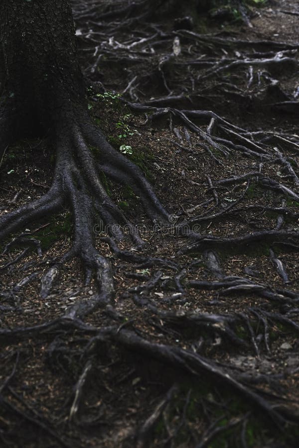 Background of the Dark Roots in the Forest Stock Image - Image of ...