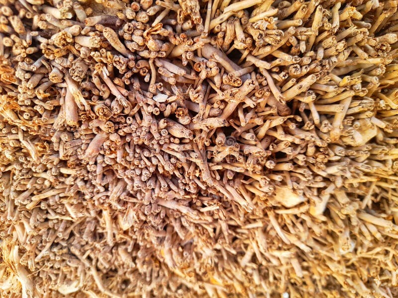 Background of Date Palm Roots Texture after Pruning Stock Photo - Image ...