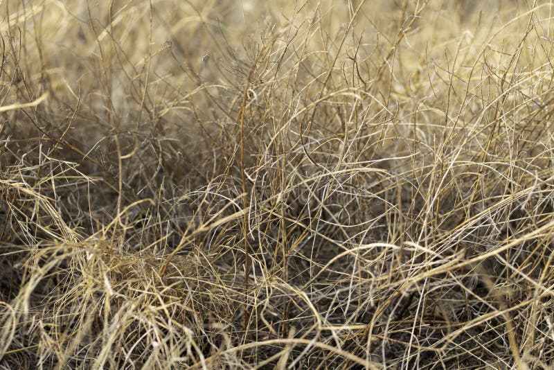 Dead grass background stock image. Image of dead, desert - 30189971