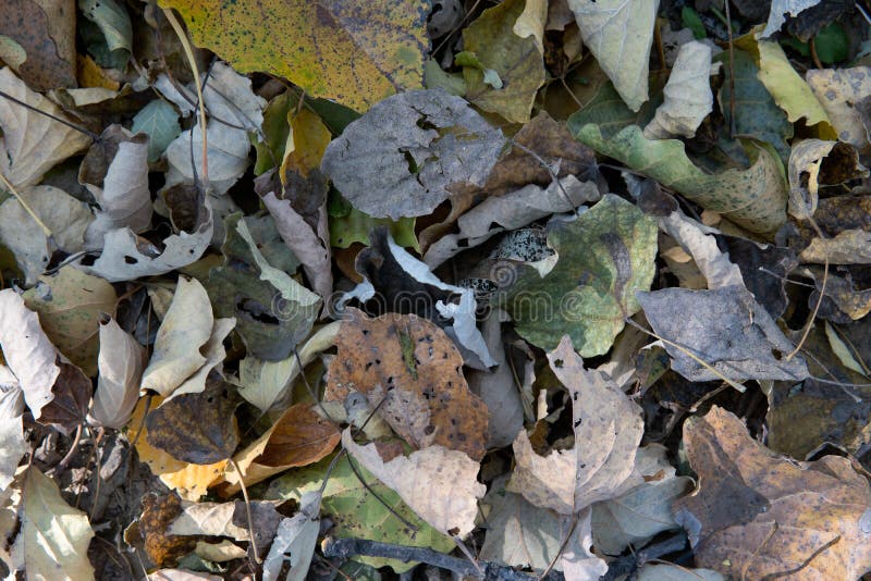 Background of Dead Leaves Stacked on the Ground Stock Image - Image of ...