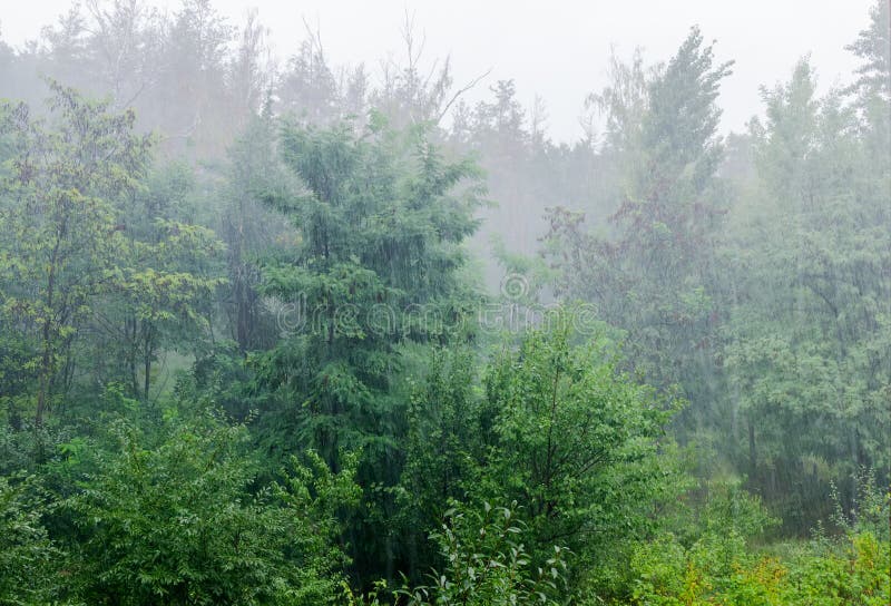 Background of the Deciduous Forest during Rain Stock Photo - Image of ...