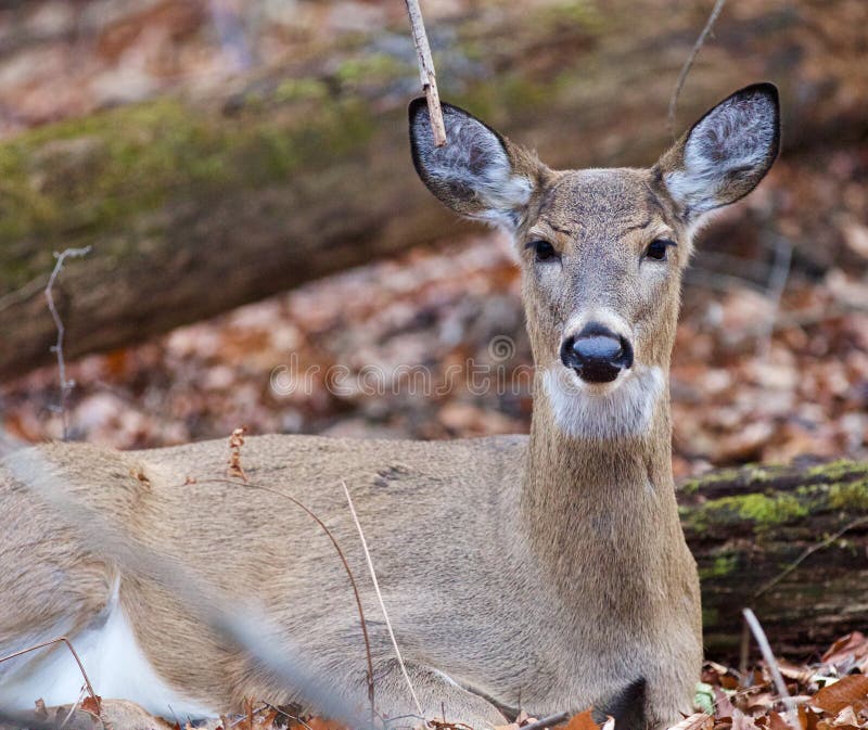 Background with a Deer Laying on the Ground Stock Image - Image of ...