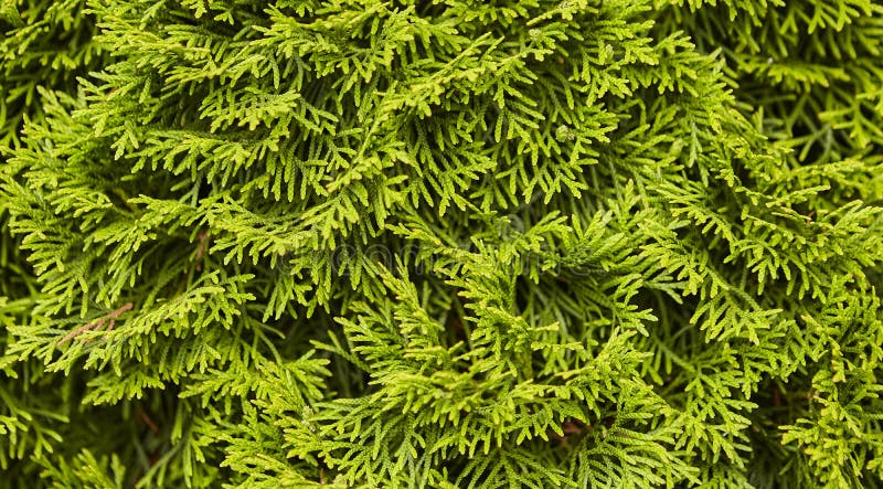 Background of Dense Green Larch Branches with Soft Leaves Stock Image ...
