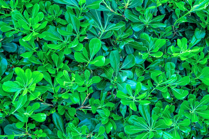 Background of Dense Leaves. Stock Photo - Image of pattern, forest ...