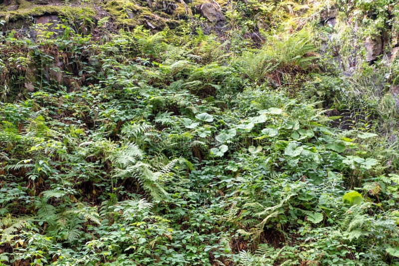 Background of Densely Growing Green Ferns and Mosses Stock Image ... Background of Densely Growing Green Ferns and Mosses Stock Image ...