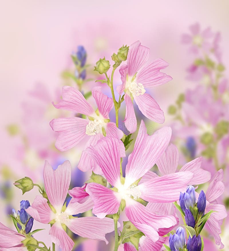 Background for Design with Flowers, Beautiful Bouquet of Flowers Stock ...