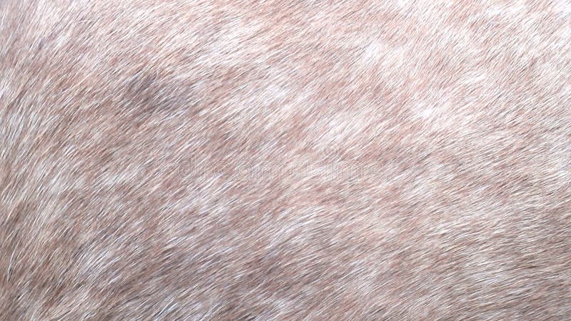 Background for Design, Horse and Pig Skin Texture Stock Video - Video ...