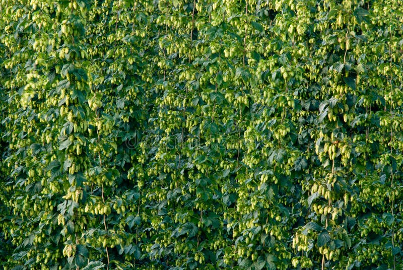 Detail of Hop Field before Harvest Stock Image - Image of hops ...