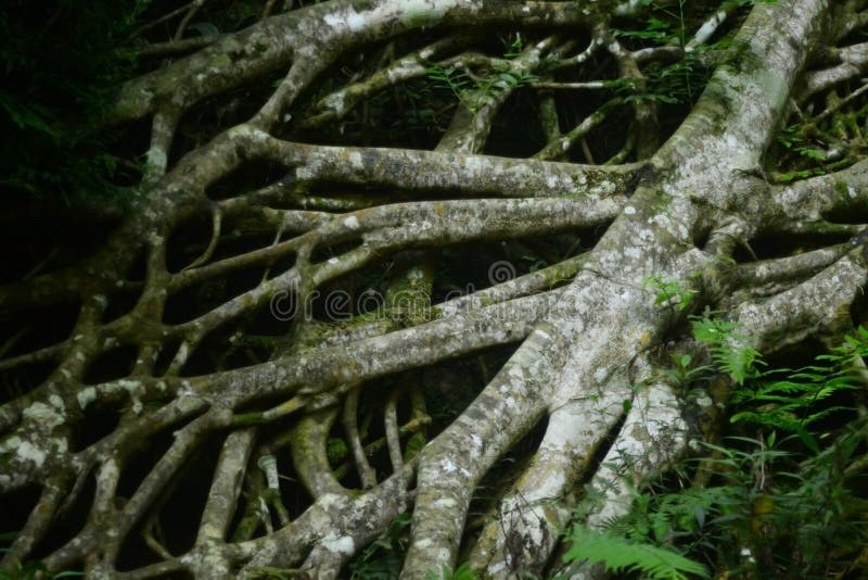 Tree Roots stock image. Image of freshness, beautiful - 264004605