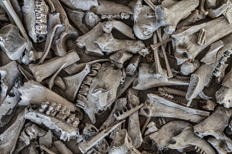 Background of the Different Animal Bones Stock Photo - Image of human ...