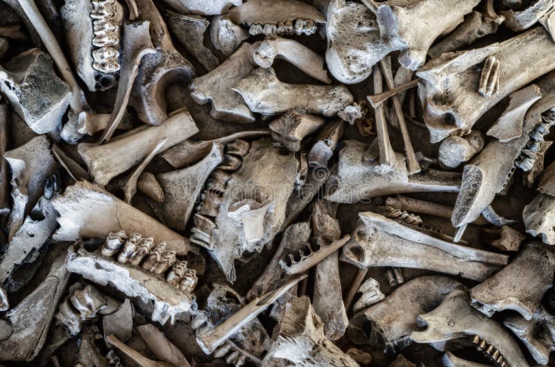 Background of the Different Animal Bones Stock Photo - Image of fang ...