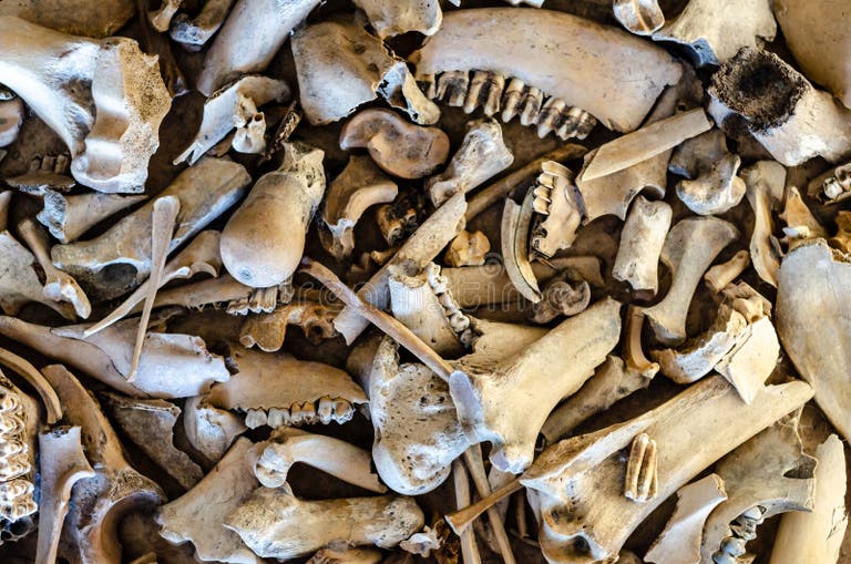 Background of the Different Animal Bones Stock Image - Image of grave ...