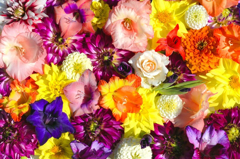 Background with Different Bright Flowers Stock Photo - Image of color ...