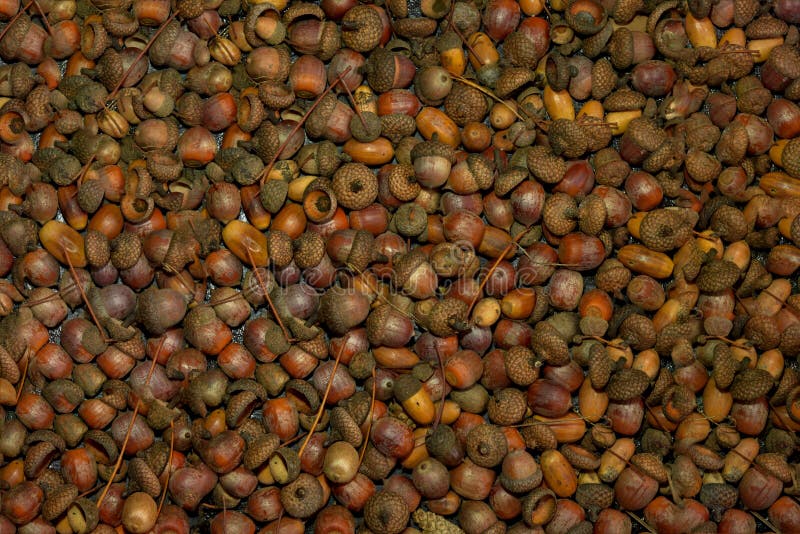 Acorns Different Maturity And Sizes Lie On The Floor Under The Oak Tree ...