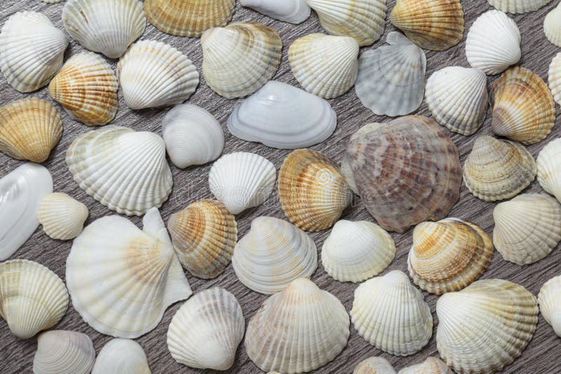 Background of Different Shells. Stock Photo - Image of beach ...