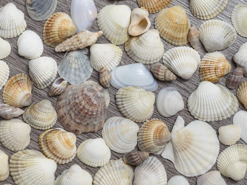 Background of Different Shells. Stock Photo - Image of collection ...