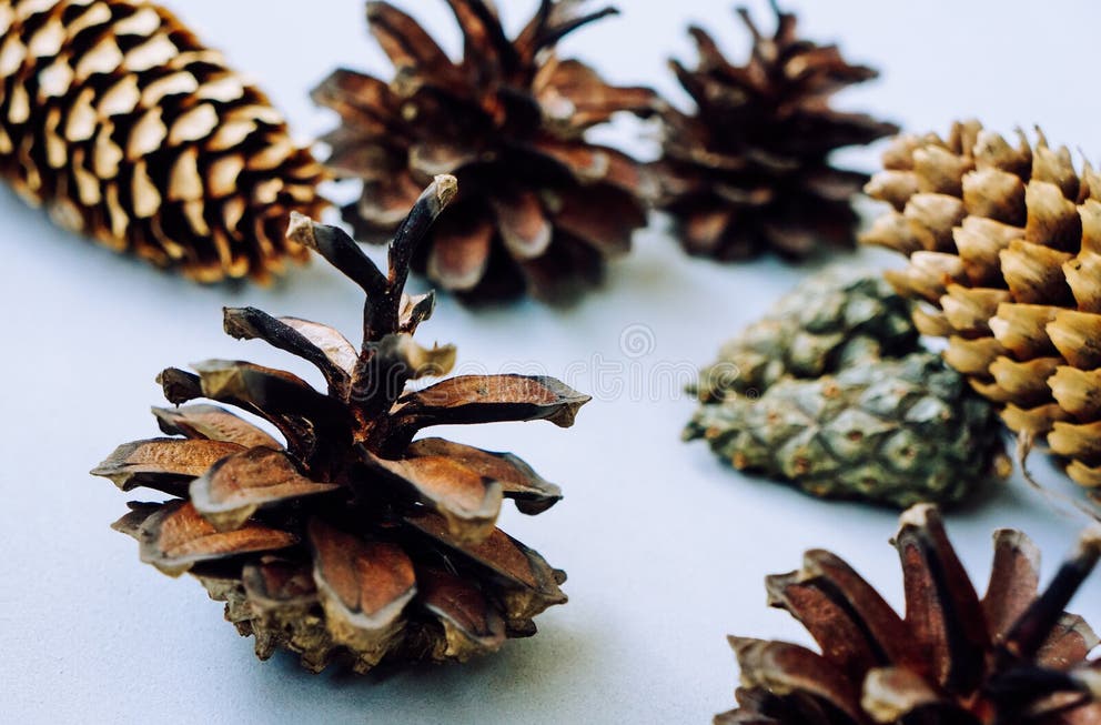 Background from Different Types of Cones Stock Image - Image of ...