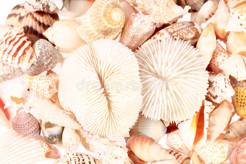 Background of Different Types of Sea Shells Stock Image - Image of ...