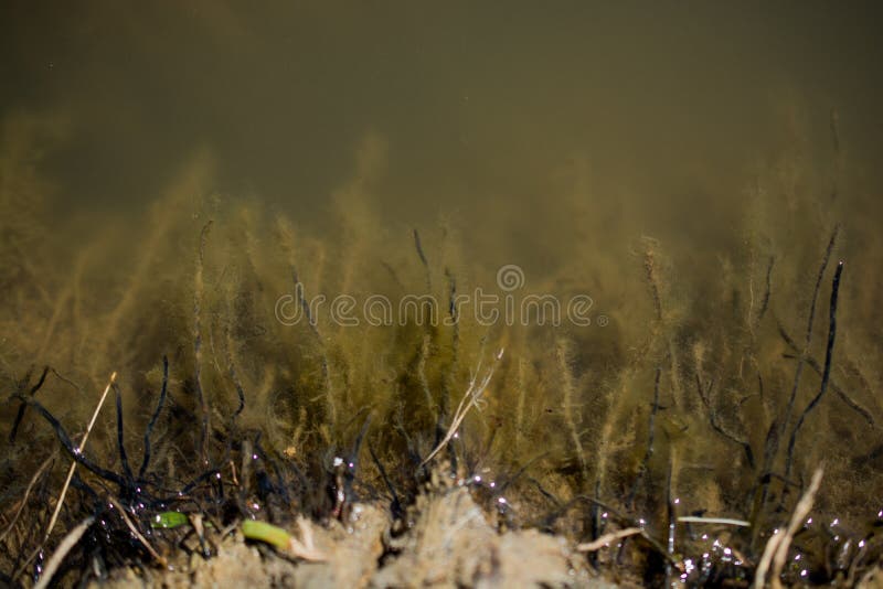 Background of Dirty Muddy Water Stock Photo - Image of pattern, texture ...