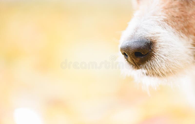 Background with Dog Nose Sniffing Something Stock Photo - Image of copy ...