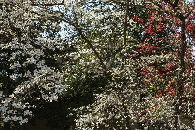 Background of Dogwood Blossoms in Early Spring Stock Photo - Image of ...