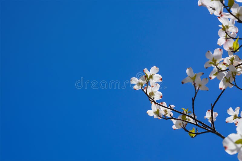 Background with Dogwood Branch in Spring and Blue Sky Stock Image ...