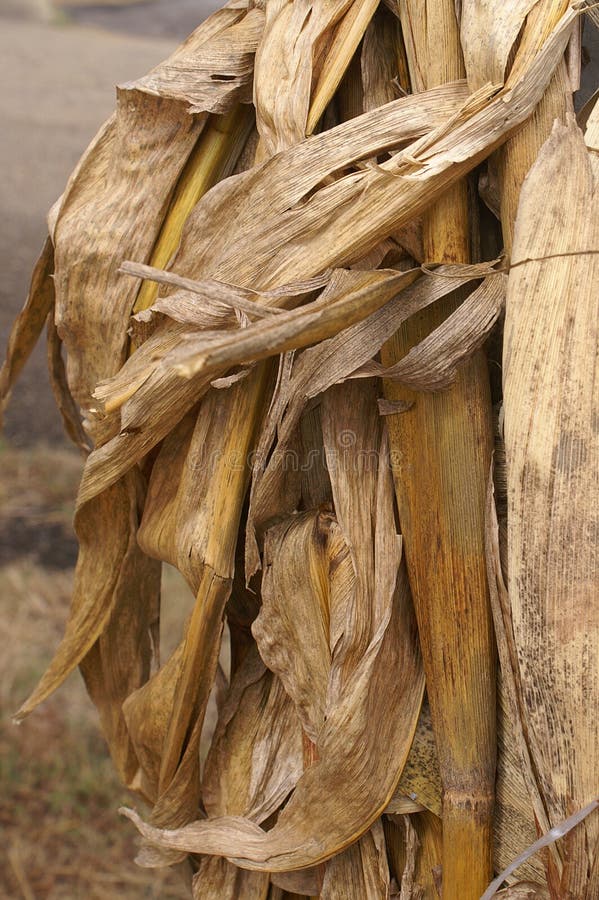 Background of Dried Corn Husk Stock Photo - Image of agriculture, plant ...
