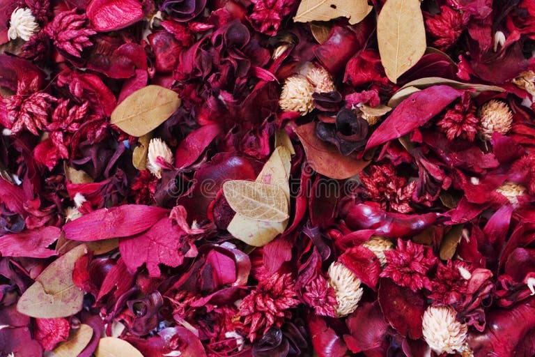 1,139 Mess Flowers Stock Photos - Free & Royalty-Free Stock Photos from ...