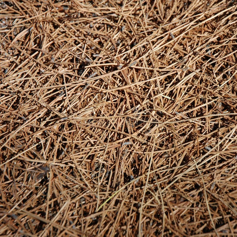 Background - Dried Grass stock image. Image of plant, grass - 536265