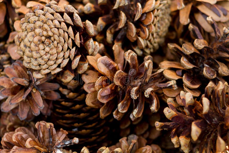 Dried natural pine cones stock image. Image of cones - 89997111