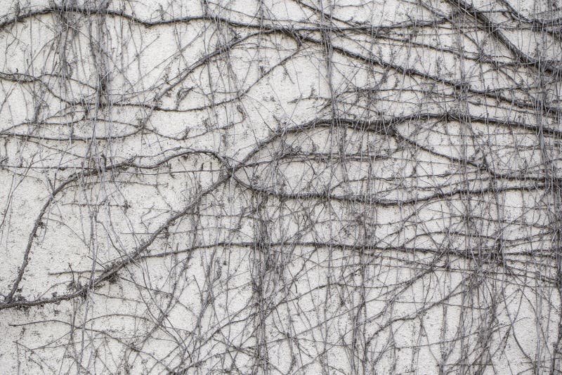 Background with Dried Plant Texture Stock Image - Image of growth ...