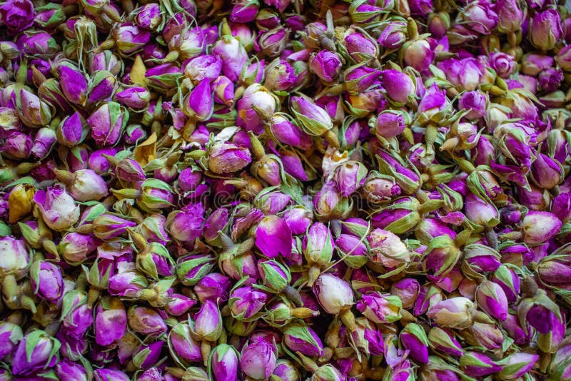 Background Dried Rosebuds Background Texture Closeup. Violet Rosebud ...
