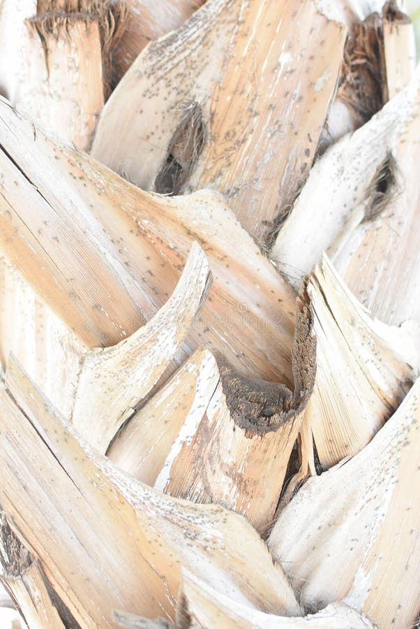 Sea shell on the palm stock photo. Image of black, ground - 128527850