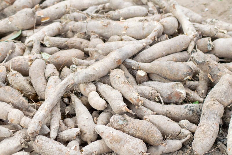 Dried cassava stock photo. Image of origin, diner, foodstuffs - 35586434