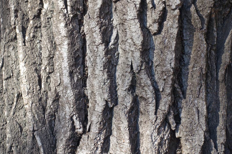 Background - Dry Bark of Field Elm Stock Photo - Image of irregular ...