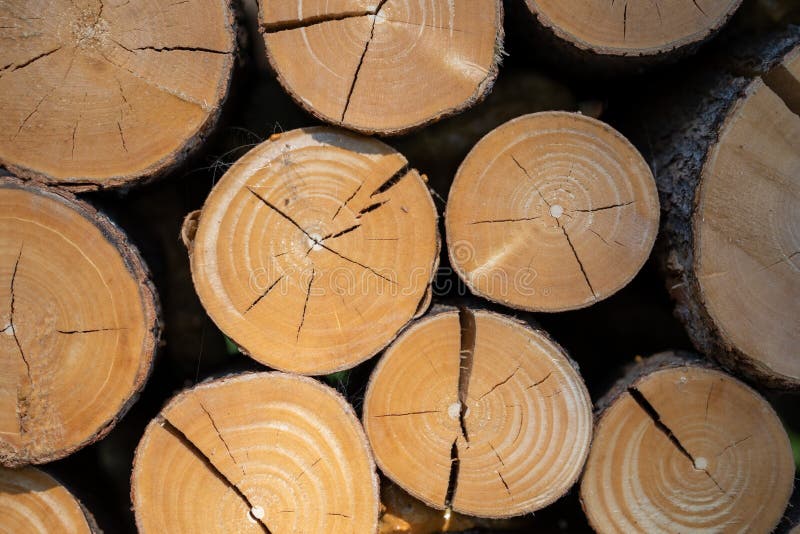 Background of Dry Cracked Pine Logs Stacked Up on Top of Each Other in ...