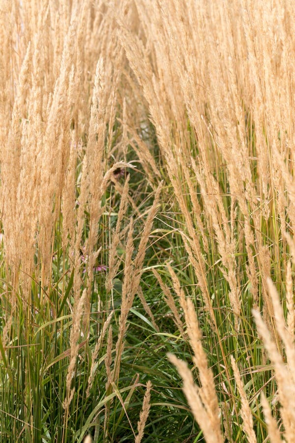 Background of Dry Grass, Grass Stock Image - Image of pattern, closeup ...