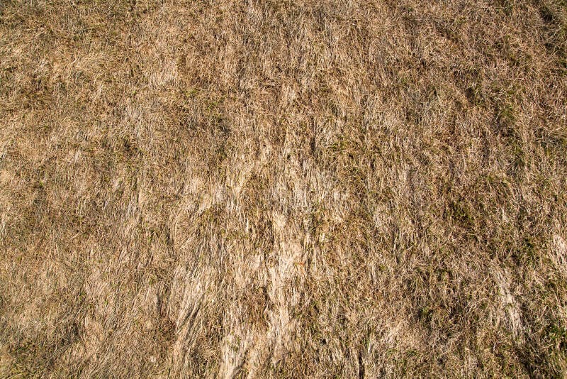 Background of Dry Grass on the Slope in Early Spring. Stock Photo ...