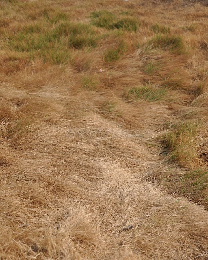 Background-Dry grassland stock photo. Image of grass - 18609638