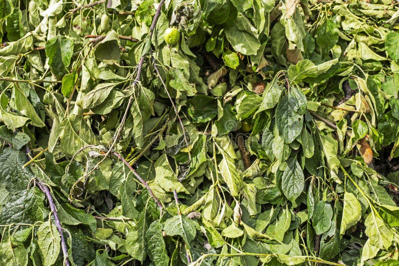 Background of Dry Green Cut Fruit Branches. Stock Photo - Image of ...