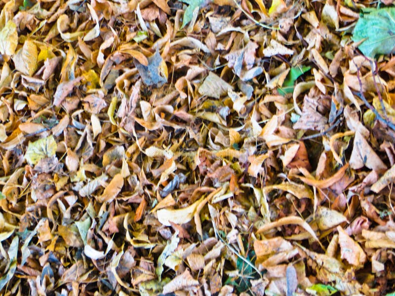 Background with Dry Leaves. Autumn, Fall Stock Image - Image of ...