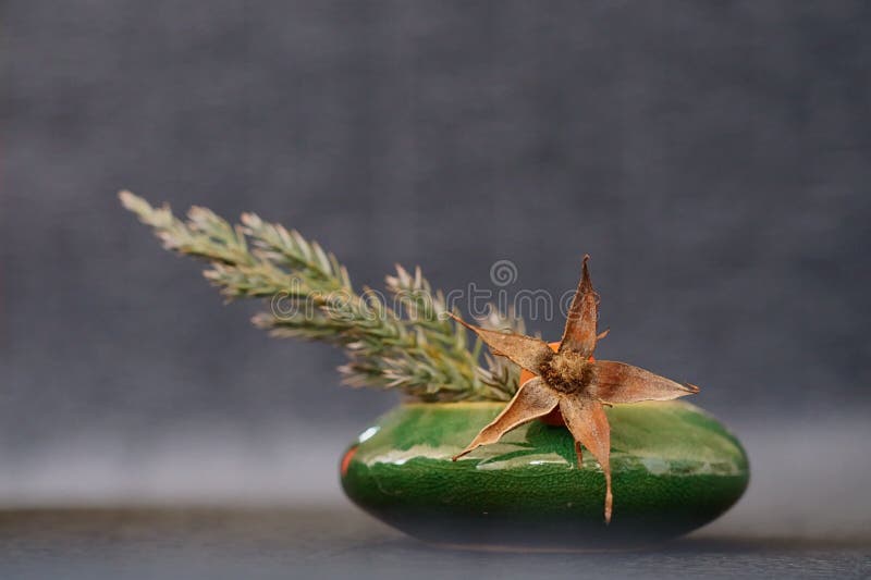 Background with Dry Plants - Chapter and Sepals of Rose and Juniperus ...