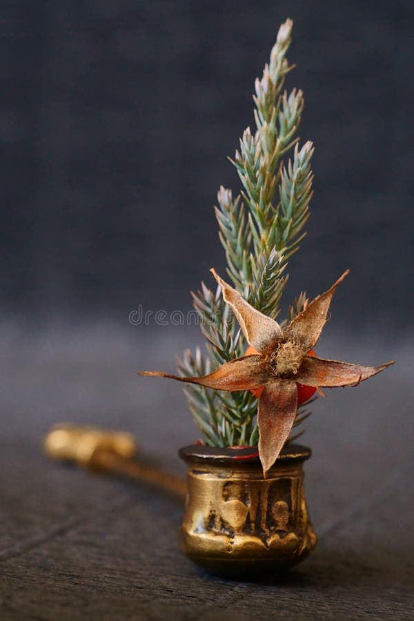 Background with Dry Plants Chapter and Sepals of Rose and Juniperus ...