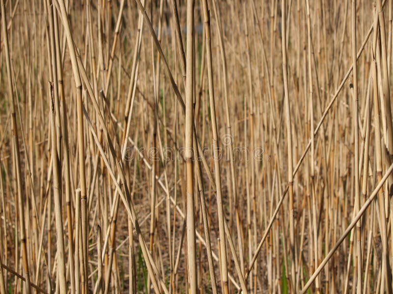 Background Dry Reed Ordinary Stock Photos - Free & Royalty-Free Stock ...